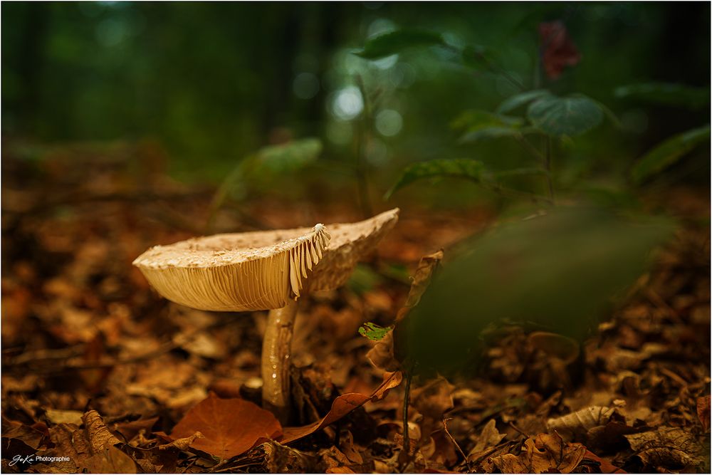 Pilzsaison Foto & Bild | pflanzen, pilze & flechten, pilze & flechten ...