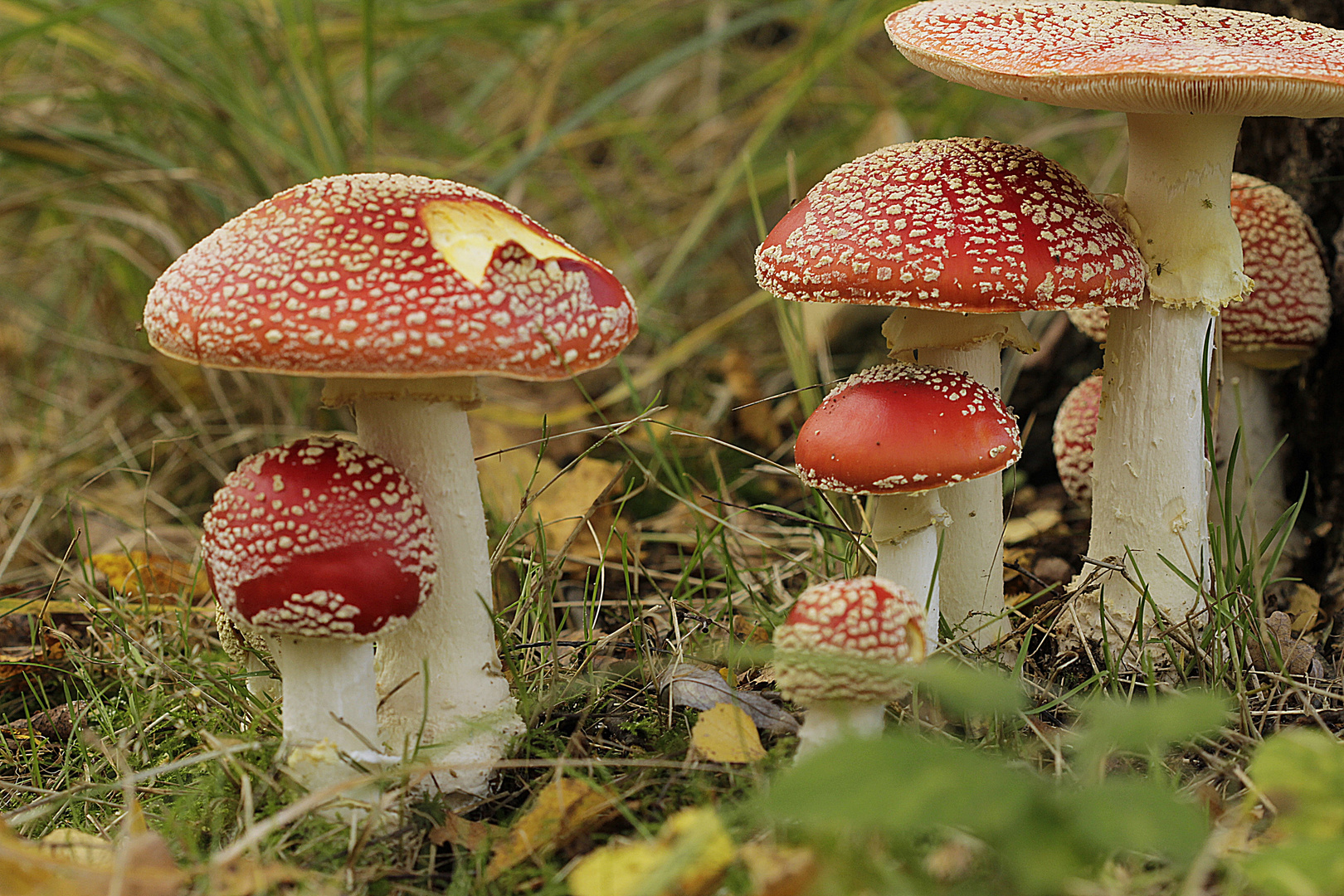 Pilzsaison Foto & Bild | natur Bilder auf fotocommunity