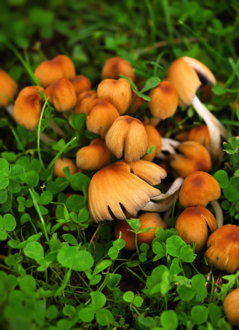 pilzsaison Foto & Bild | natur, herbst, nahaufnahme Bilder auf ...