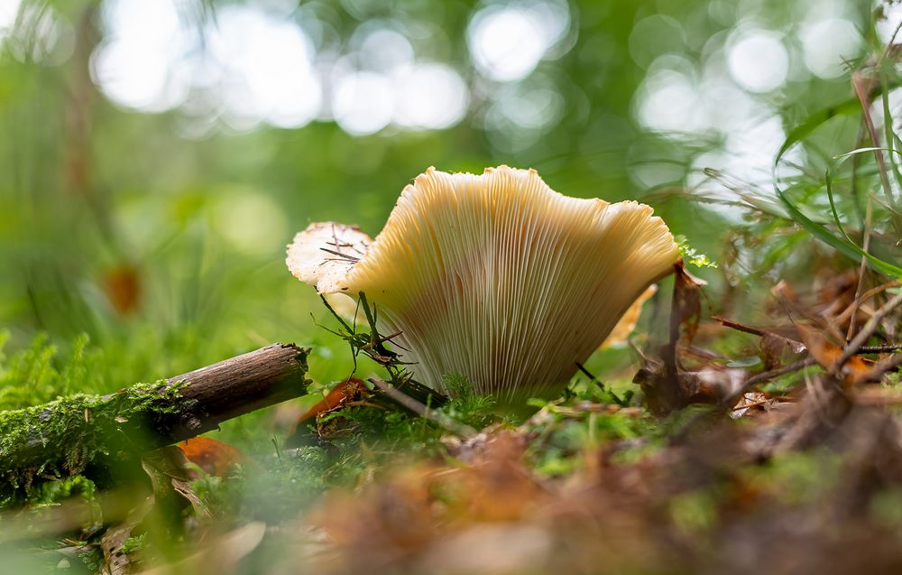 Pilzsaison Foto & Bild | jahreszeiten, herbst, pilze Bilder auf ...