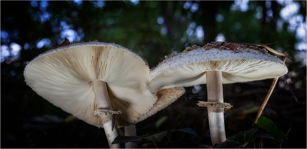 Pilzsaison ... Foto & Bild | natur, pflanzen, pilze Bilder auf ...