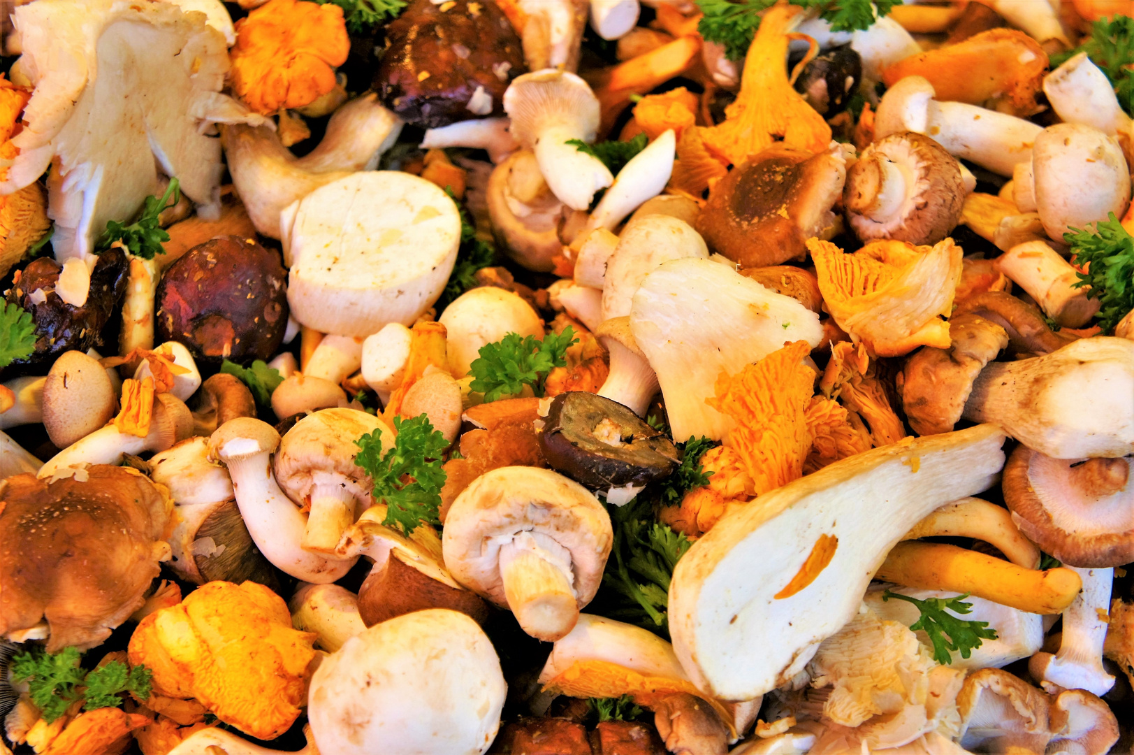 Pilzsaison Foto & Bild | pilz, europa, pilze Bilder auf fotocommunity