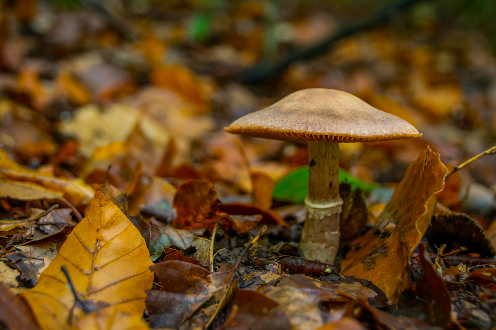 Pilzsaison Foto & Bild | pflanzen, wald, makro Bilder auf fotocommunity