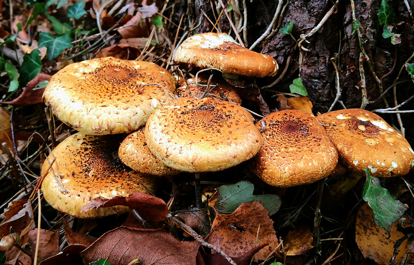 Pilzsaison eröffnet Foto & Bild | pflanzen, pilze & flechten ...