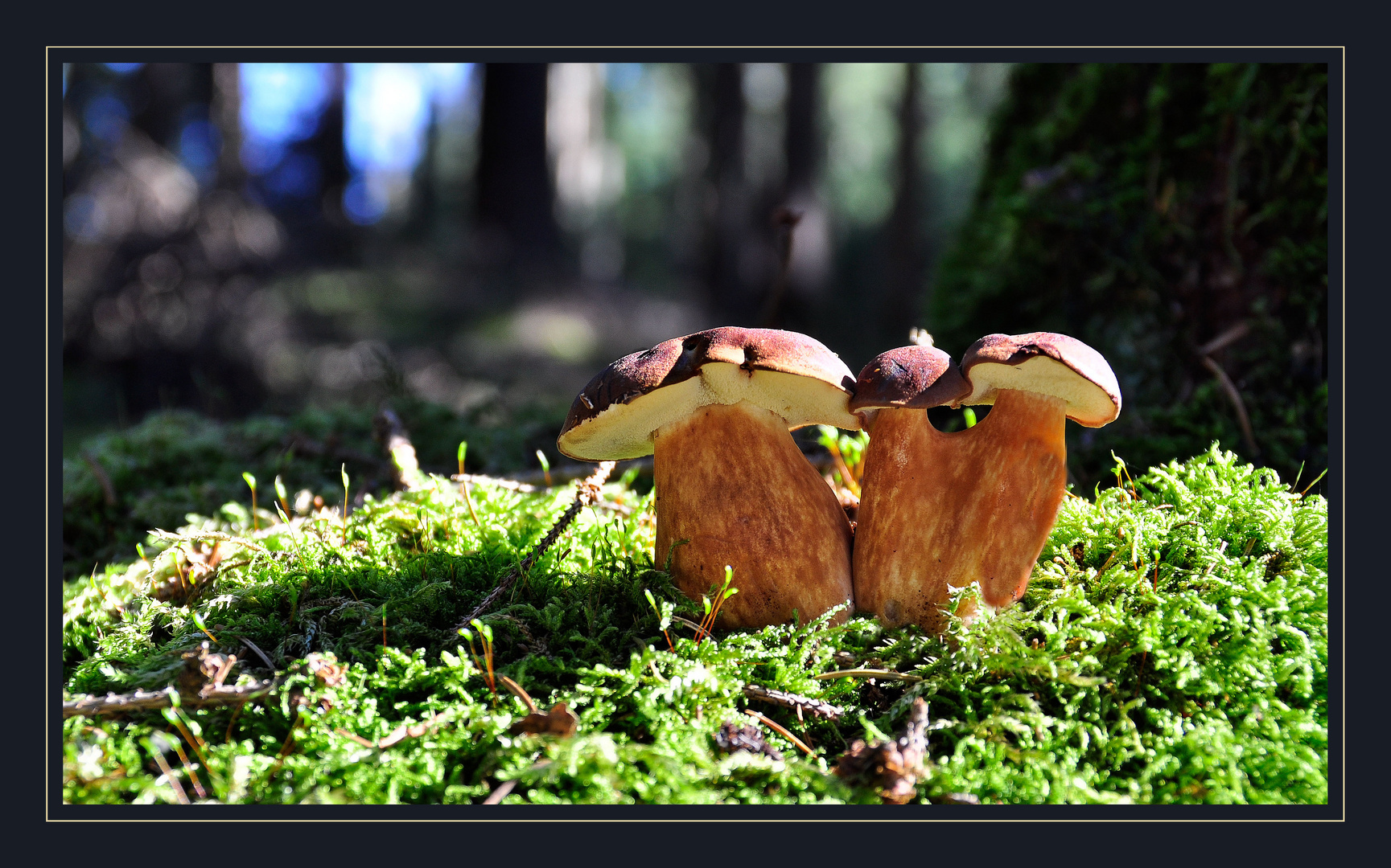 Pilzsaison I Foto & Bild | natur 1, natur Bilder auf fotocommunity