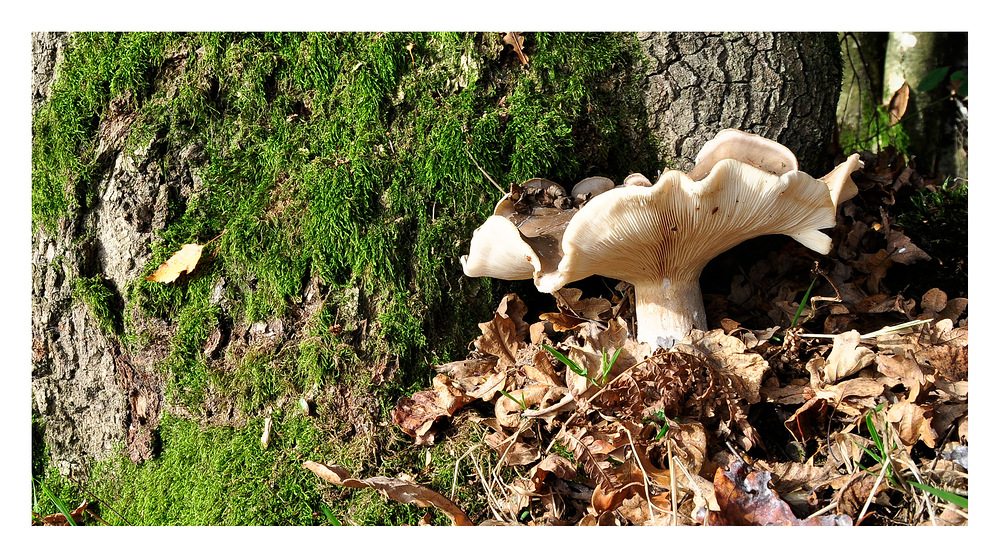 Pilzsaison III Foto & Bild | natur 2, natur Bilder auf fotocommunity