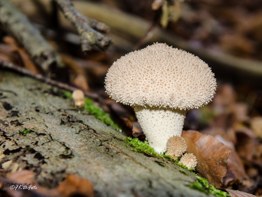 Pilzsuche FKD_4388 Foto & Bild | natur, pflanzen, pilze Bilder auf ... Pilzsuche FKD_4388 Foto & Bild | natur, pflanzen, pilze Bilder auf ...