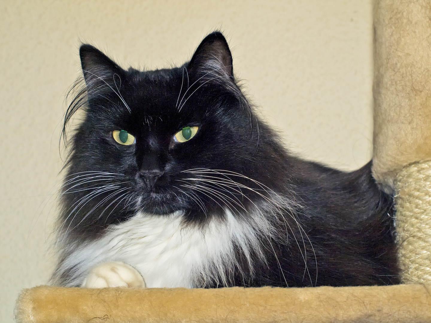 Pimpi the tiger Foto & Bild | animaux, animaux domestiques, chats ...