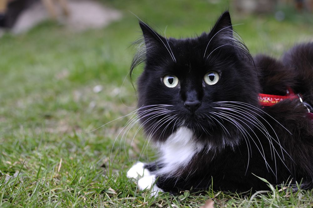 Pimpi the vamp Foto & Bild | animals, cats, pets & farm animals Bilder ...