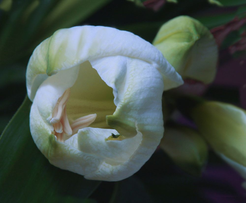 Pimpollo en blanco Foto & Bild | natur-kreativ, macro , pimpollo Bilder ...