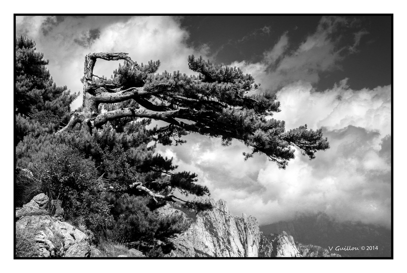 PIN LARICIO photo et image | arbres, nature, noir et blanc Images ...