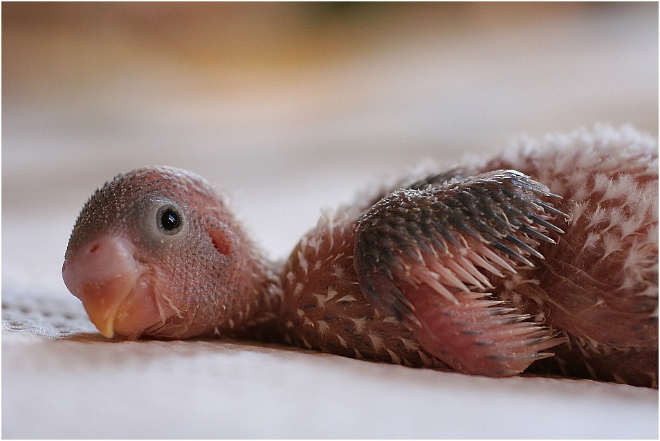 Ping Foto & Bild | tiere, haustiere, vögel Bilder auf fotocommunity