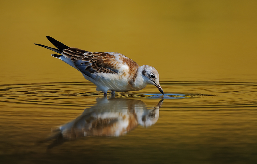 Ping Foto & Bild | tiere, wildlife, wild lebende vögel Bilder auf ...