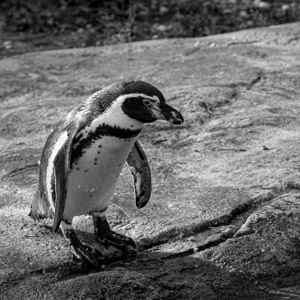 pinguin-9824 Foto & Bild | tiere, zoo, wildpark & falknerei, vögel ...