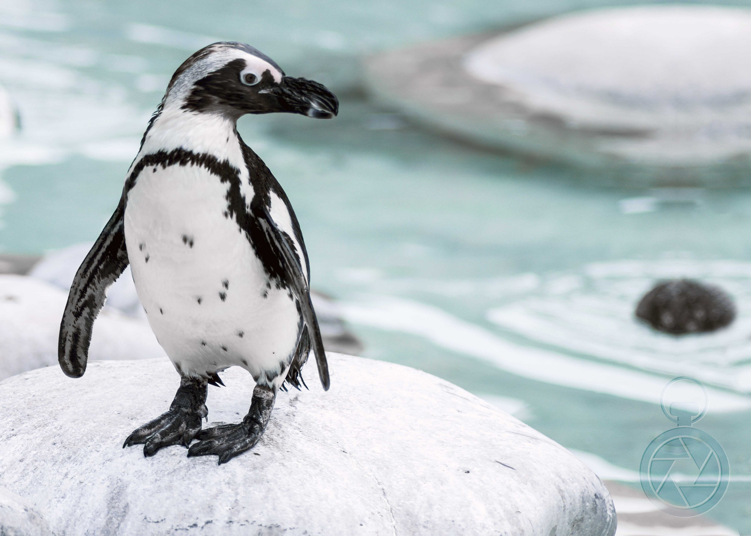 Pinguin Foto & Bild | tiere, jahreszeiten, winter Bilder auf fotocommunity Pinguin Foto & Bild | tiere, jahreszeiten, winter Bilder auf fotocommunity