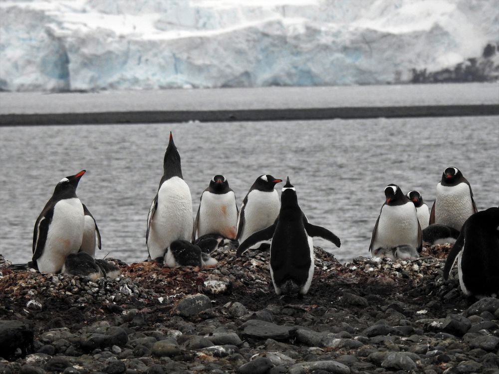pinguin-kolonie Foto & Bild | antarctica, poles, pinguine Bilder auf ...