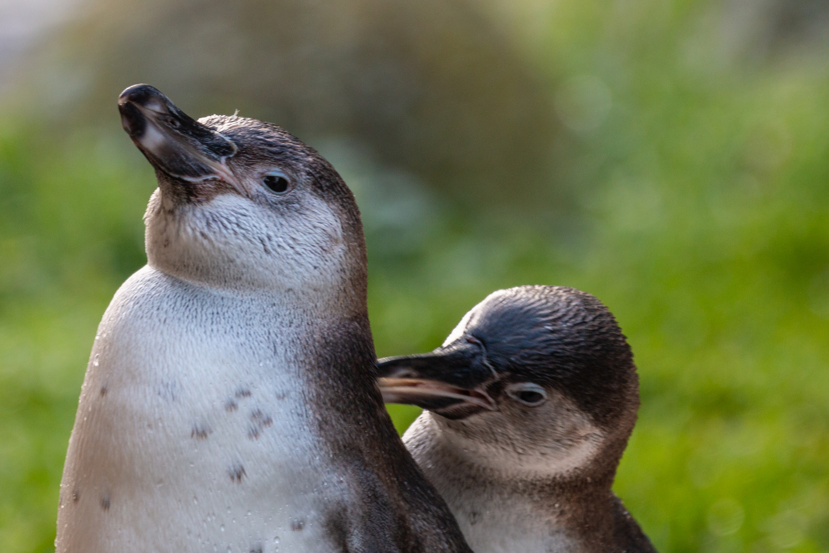 Pinguine 1 Foto & Bild | europe, Österreich, tiere Bilder auf fotocommunity