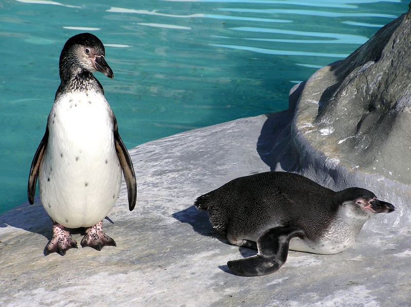 Pinguine Foto & Bild | tiere, zoo, wildpark & falknerei, vögel Bilder ...