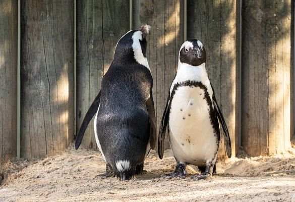 Pinguine Bilder & Fotos