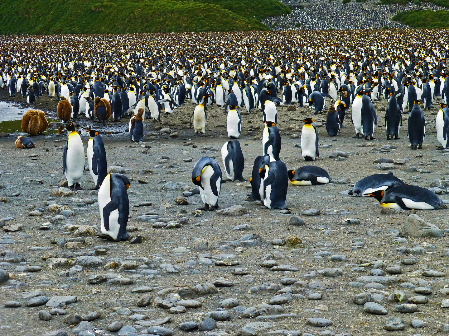 Pinguine, Pinguine, Pinguine, Foto & Bild | urlaub, fotos, world Bilder ...