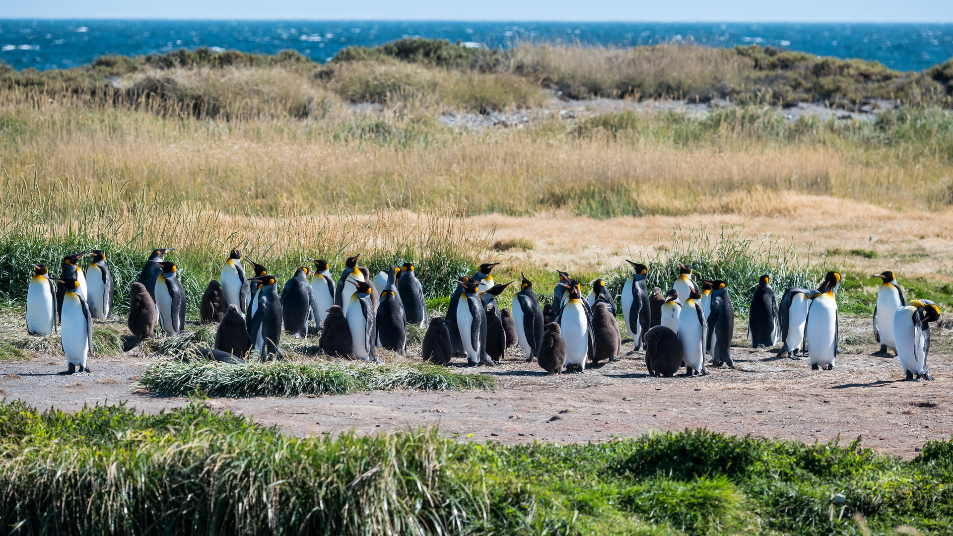 Pinguinkolonie Foto & Bild | world, natur, landschaft Bilder auf ...