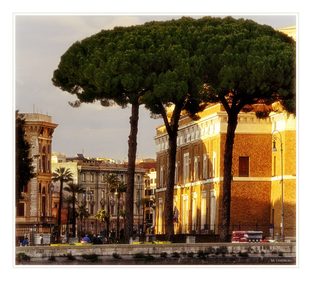 Pini di Roma 3 Foto & Bild | italy, world, rom Bilder auf fotocommunity