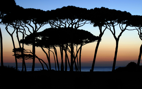 Pinien Foto & Bild | sonnenuntergänge, himmel & universum, natur Bilder ...