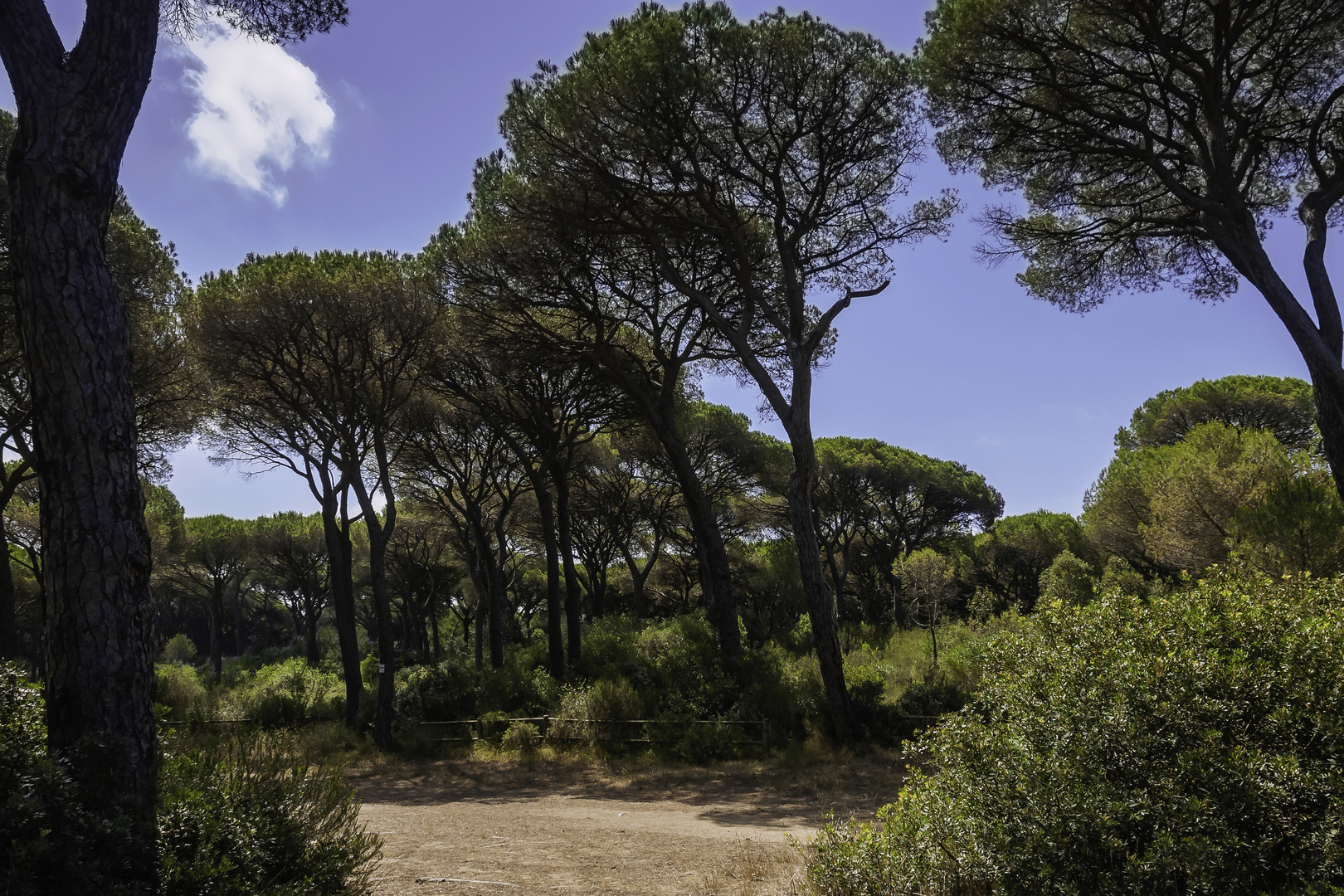 Pinienwald Foto & Bild | urlaub, world, wald Bilder auf fotocommunity