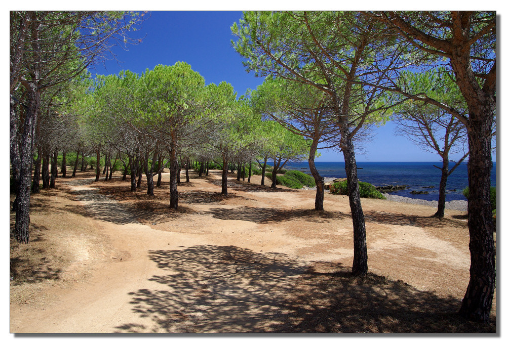 Pinienwald am Meer Foto & Bild | europe, italy, vatican city, s marino ...