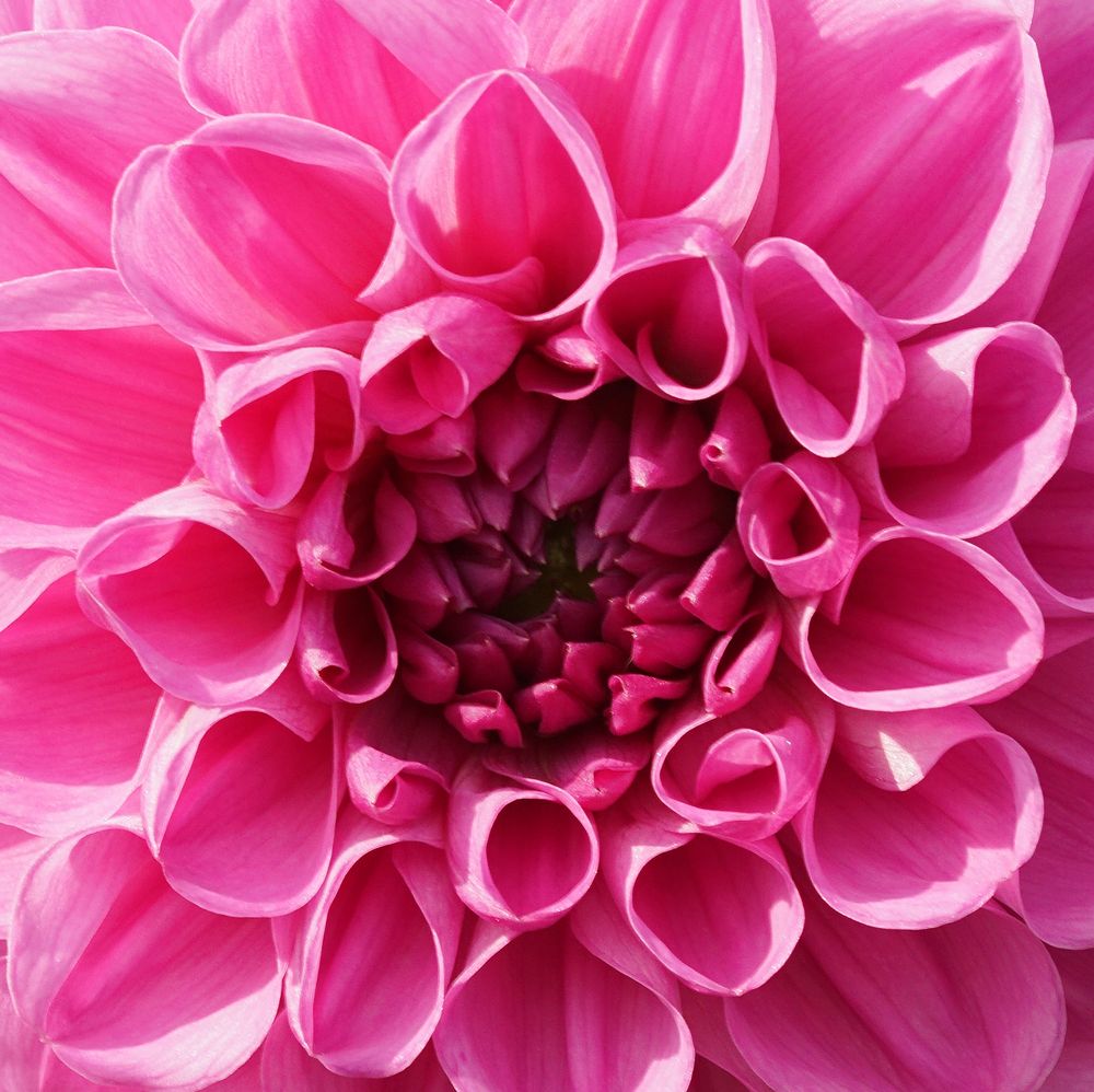 Pink !.... Foto & Bild | makro, lila, pink Bilder auf fotocommunity