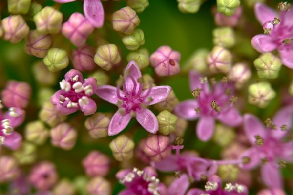 Macro Fleurs Images & Photos