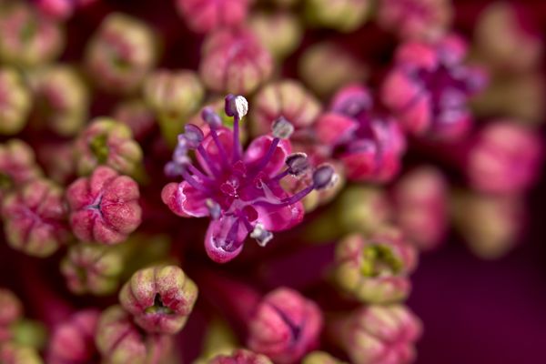 Macro Fleurs Images & Photos