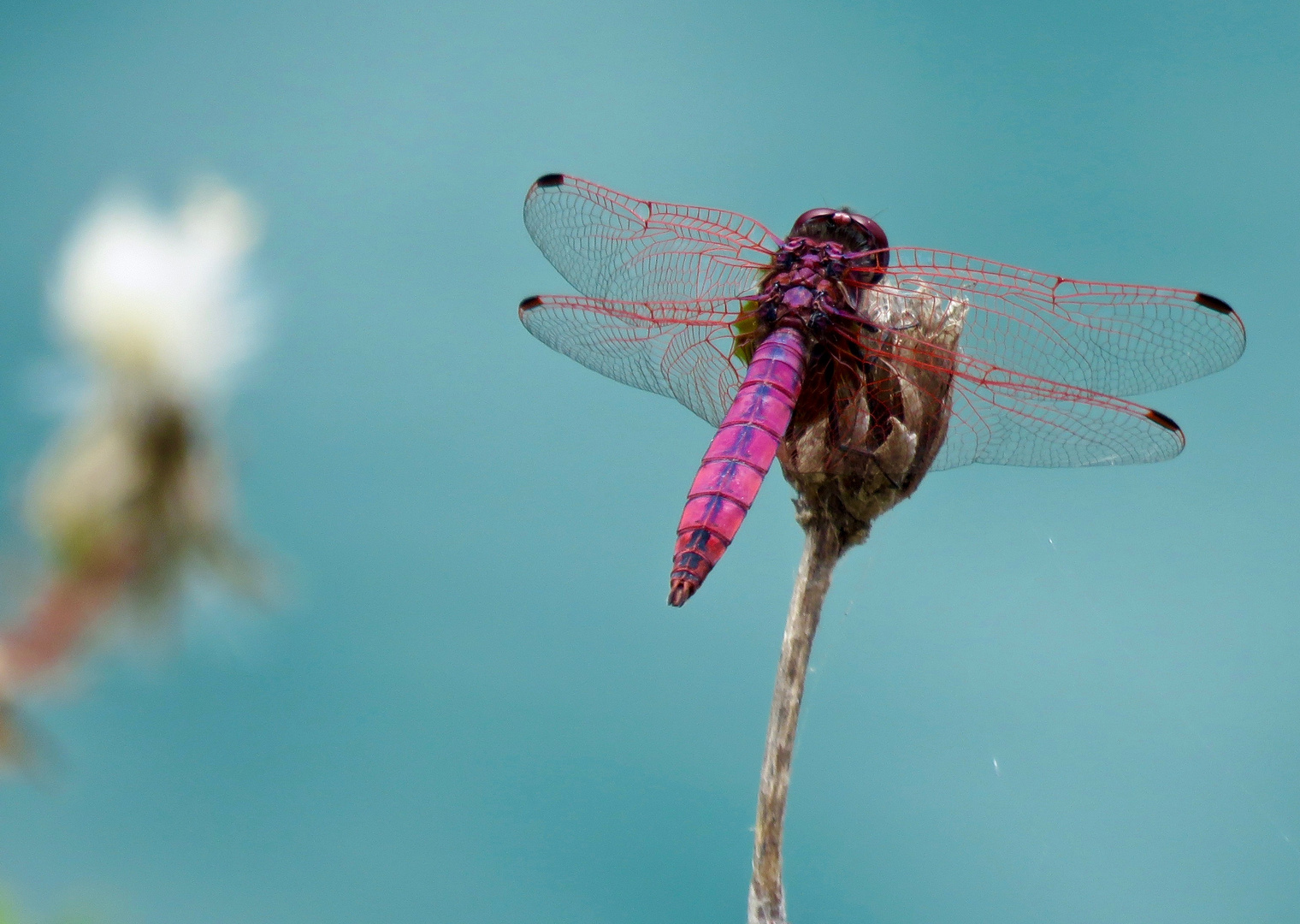 PINK! Foto & Bild | tiere, wildlife, libellen Bilder auf fotocommunity