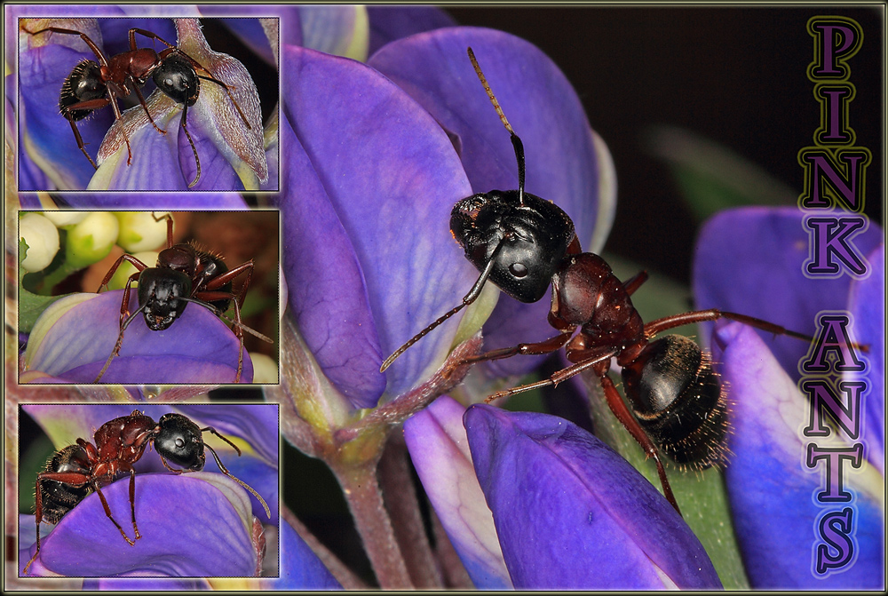 PINK ANTS Foto & Bild | tiere, wildlife, insekten Bilder auf fotocommunity