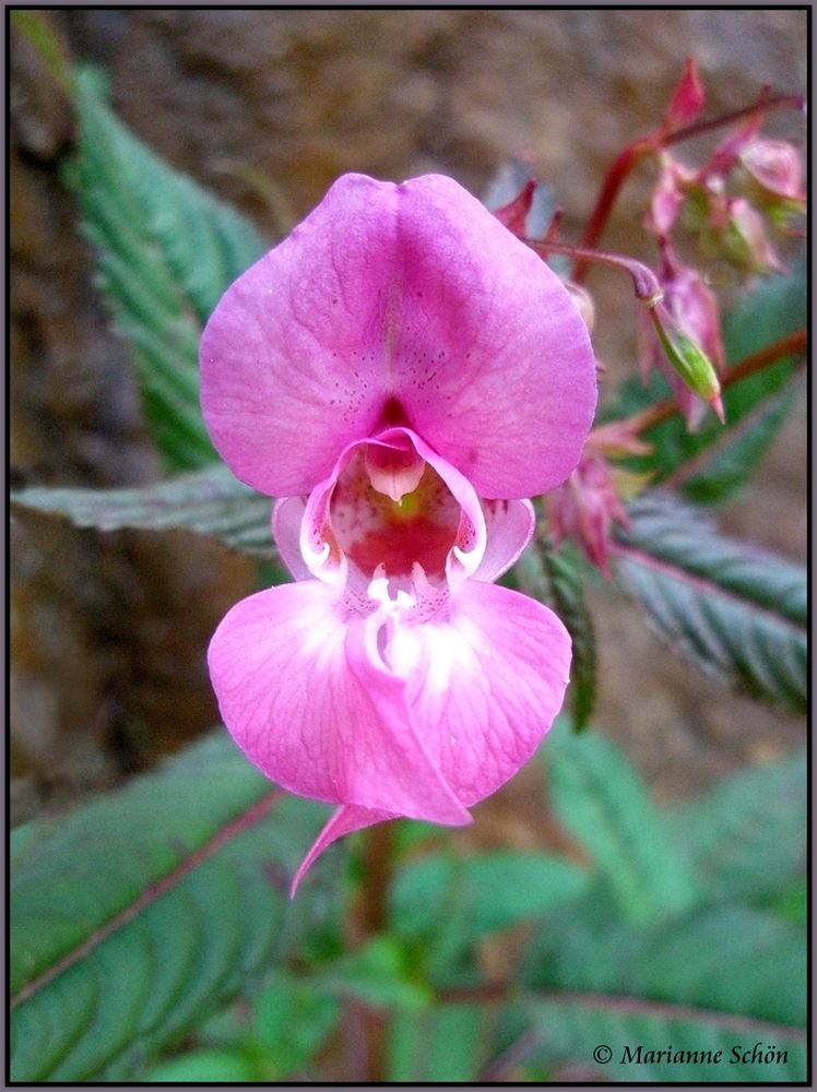 Pink... Foto & Bild | spezial, dokumentation, pink Bilder auf fotocommunity