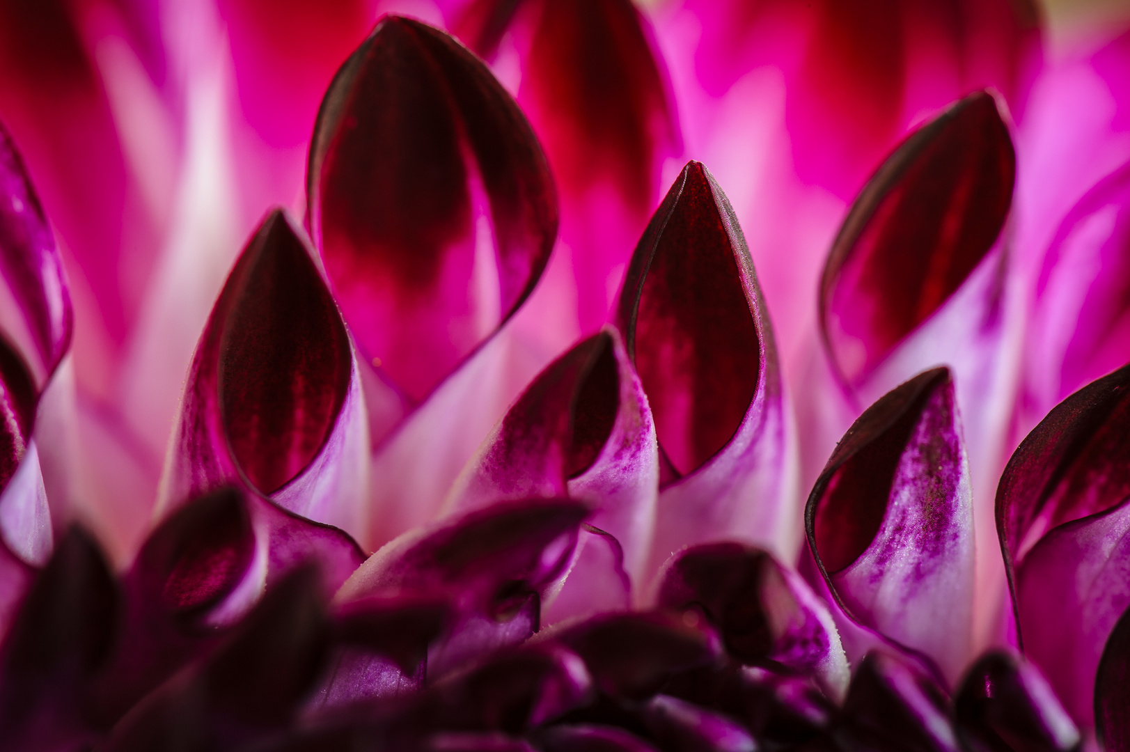 pink flames.... Foto & Bild | natur-kreativ, aufnahmetechniken, natur ...