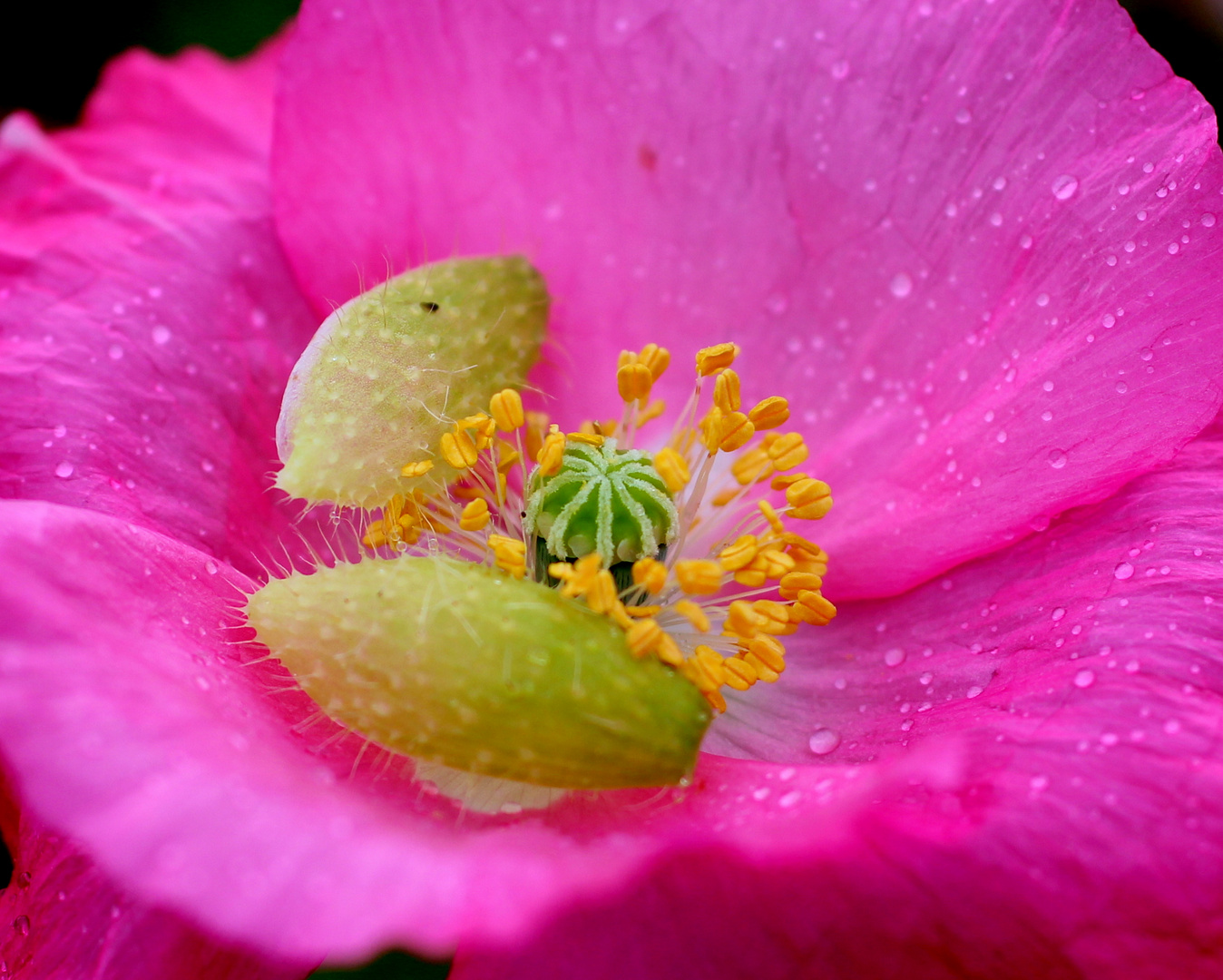 Pink Mohn. Foto & Bild | pflanzen, pilze & flechten, blüten ...