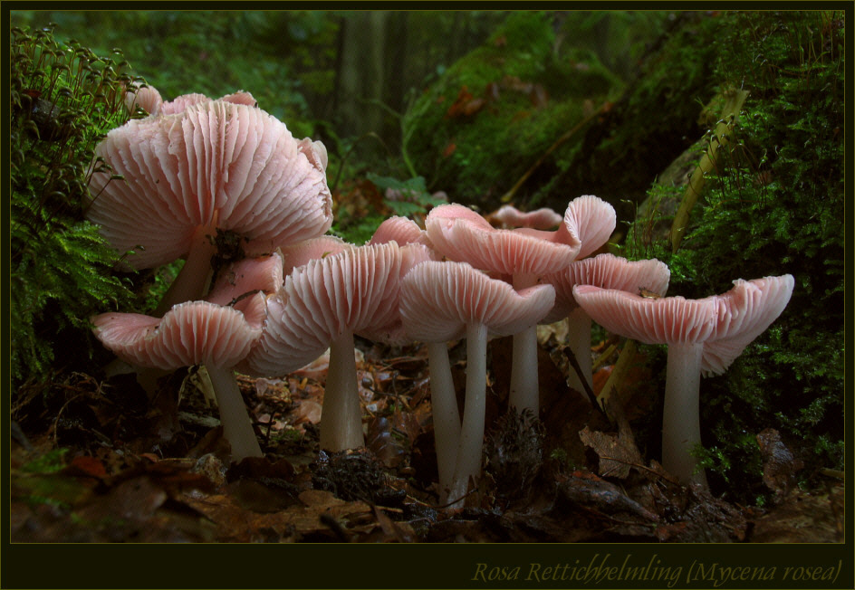 Pink? Oder Lila? Foto & Bild | pflanzen, pilze & flechten, pilze ...