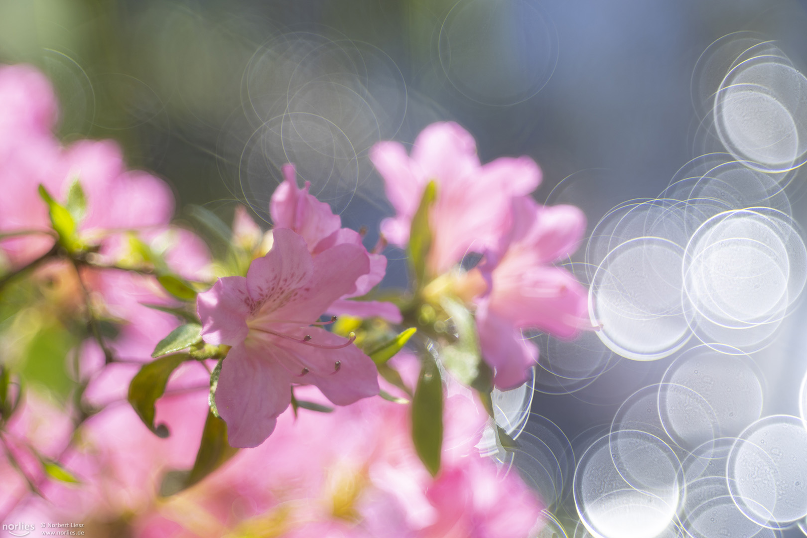 pink reflection Foto & Bild | pflanzen, pilze & flechten, blüten ...