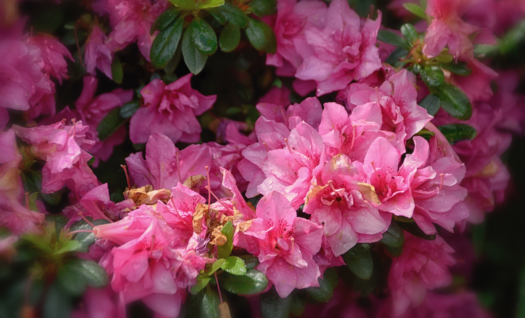 Pink Rhododendron indicum Foto & Bild | natur, color fine art ...