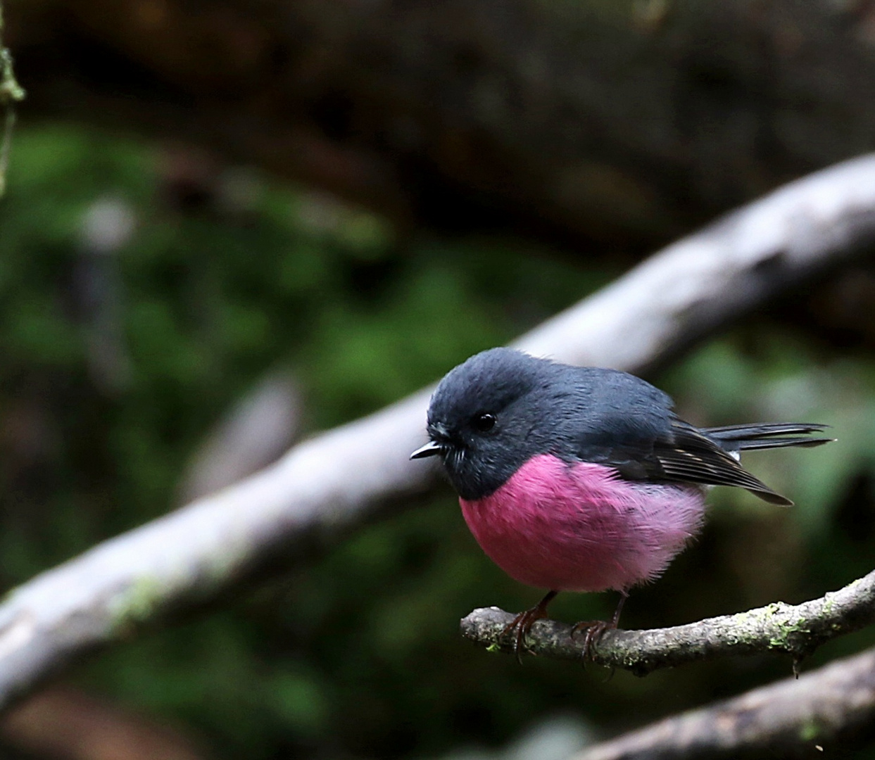 Pink Robin ... Foto & Bild | pink, natur, vögel Bilder auf fotocommunity