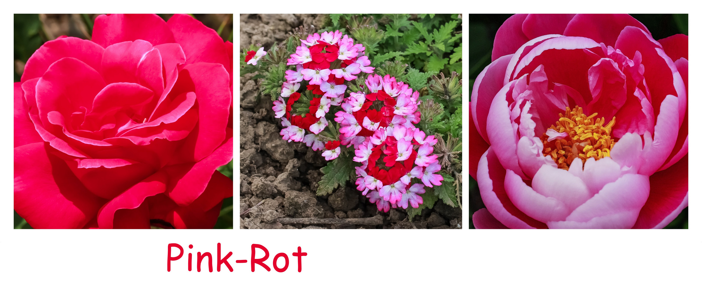 Pink-Rot Foto & Bild | pflanzen, pilze & flechten, blüten ...