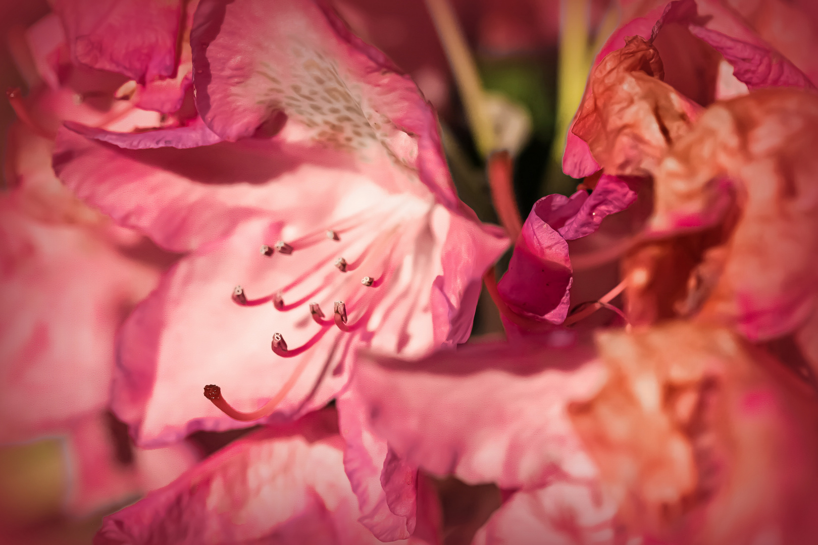 Pink, Rot, Orange Foto & Bild | fotos, art, spezial Bilder auf ...