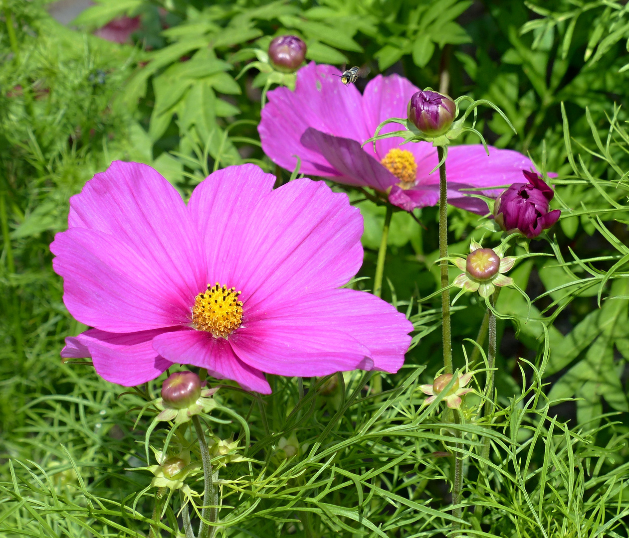pinkes Mittwochsblümchen Foto & Bild | pink, natur, pflanzen Bilder auf ...