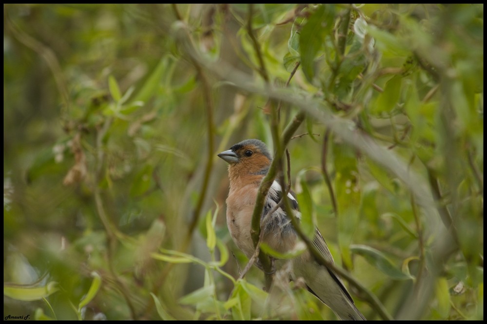 Pinçon. photo et image | animaux, animaux sauvages, oiseaux Images ...