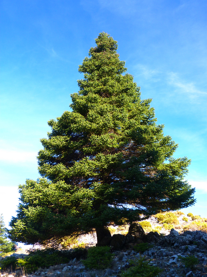 Pinsapo perfecto Imagen & Foto | plantas, Árboles, pinsapo Fotos de ...