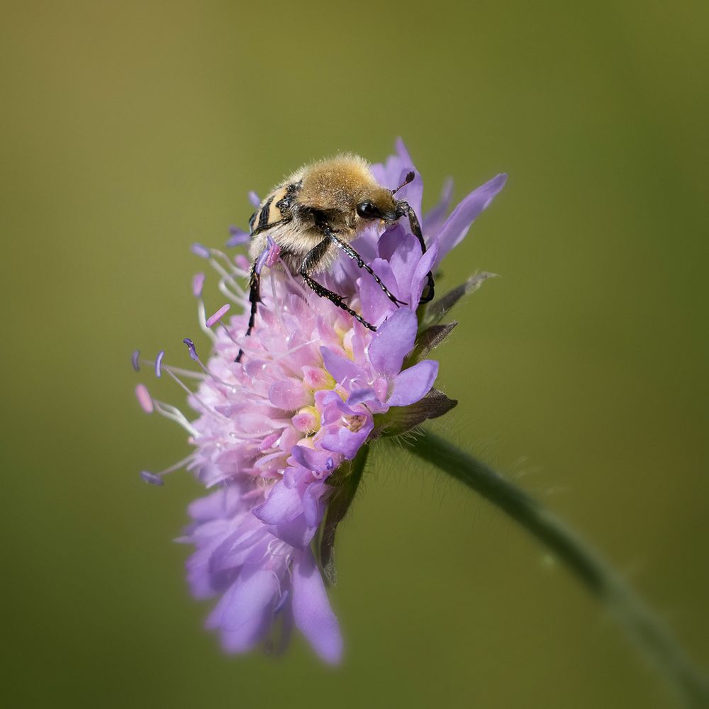 Pinselkäfer Foto & Bild | natur, insekten, tiere Bilder auf fotocommunity