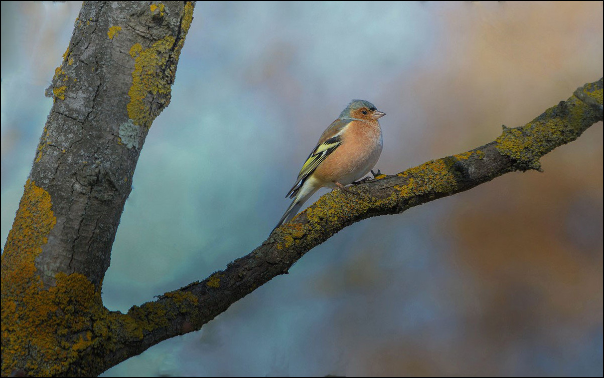 Pinson photo et image | animaux, animaux sauvages, oiseaux Images ...