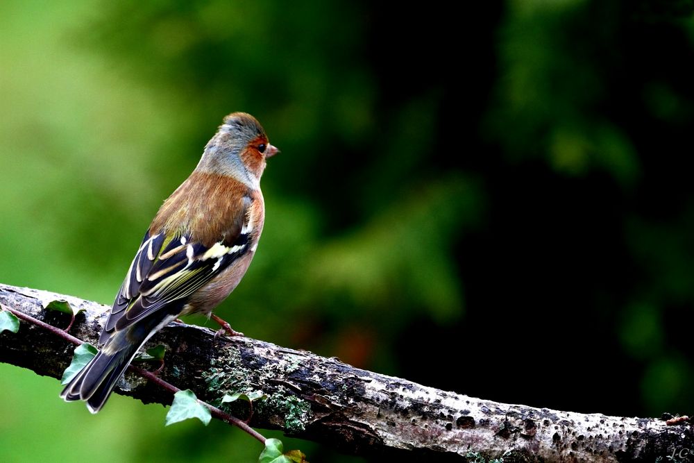 " Pinson " photo et image | animaux, animaux sauvages, oiseaux Images ...