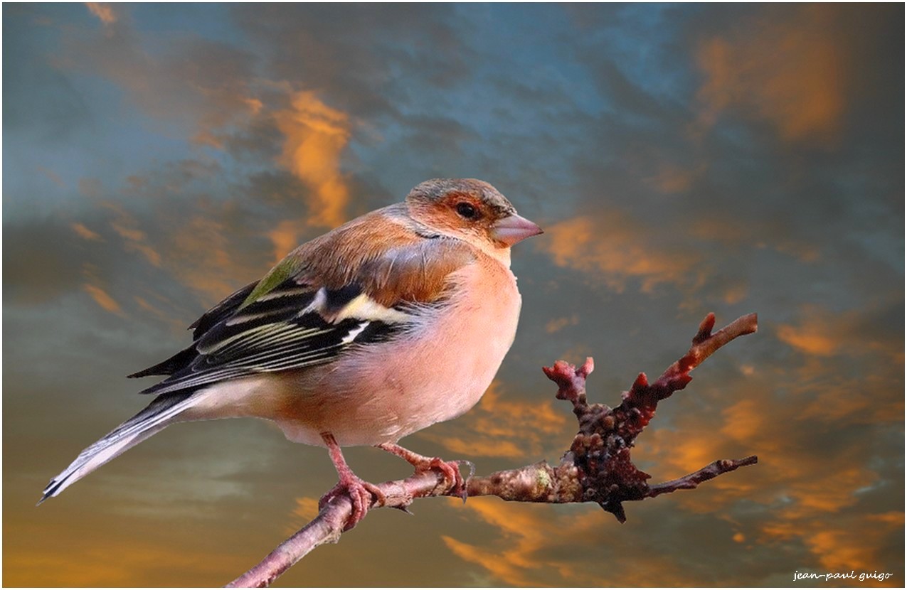 pinson photo et image | animaux, animaux sauvages, oiseaux Images ...